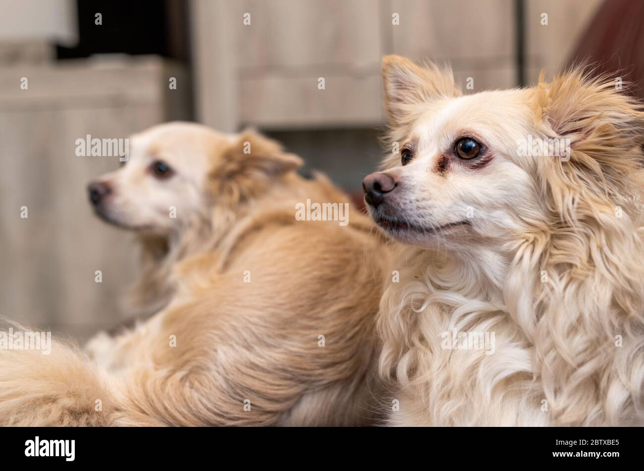 Two dogs at home, light brown color Stock Photo - Alamy