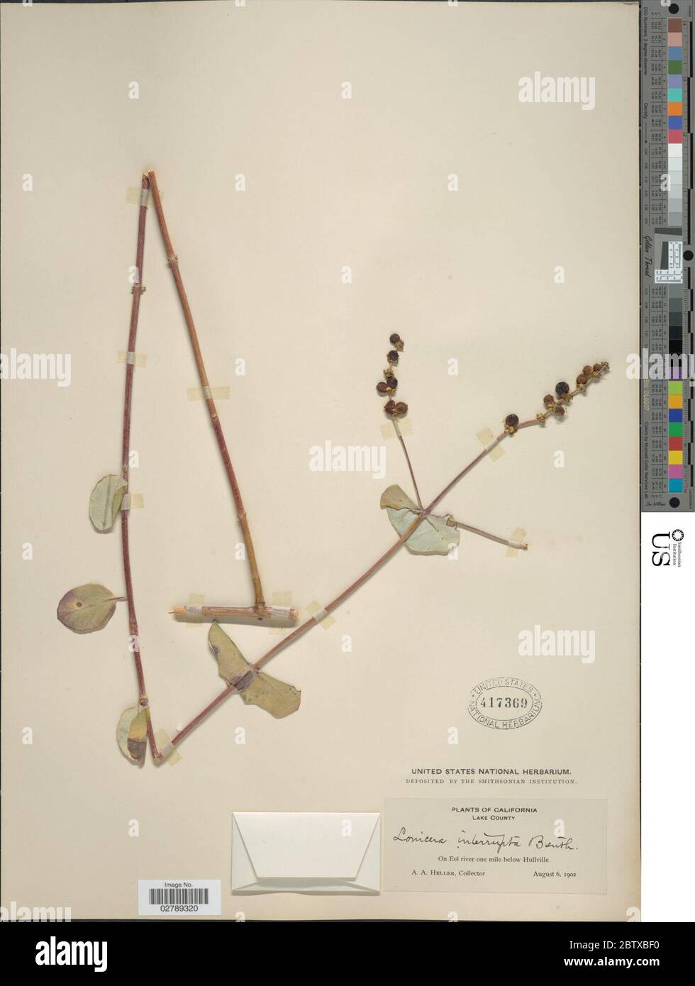 Lonicera interrupta hi-res stock photography and images - Alamy