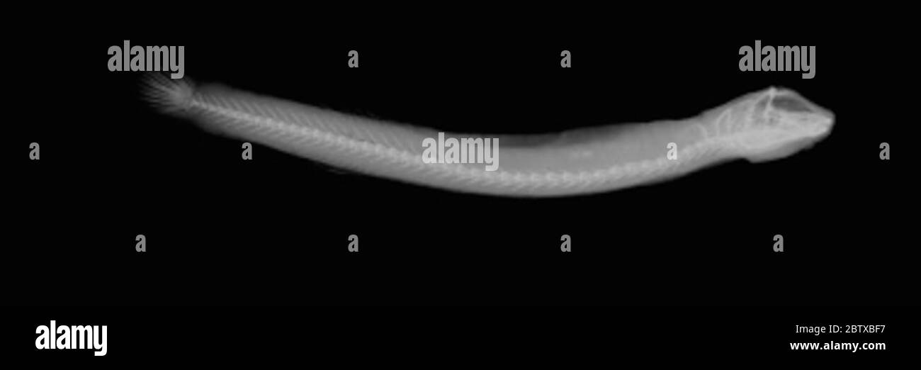 Parvulus hi-res stock photography and images - Alamy