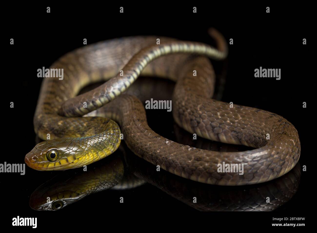 Water Snake Triangle Keelback (Xenochrophis trianguligerus) isolated on ...