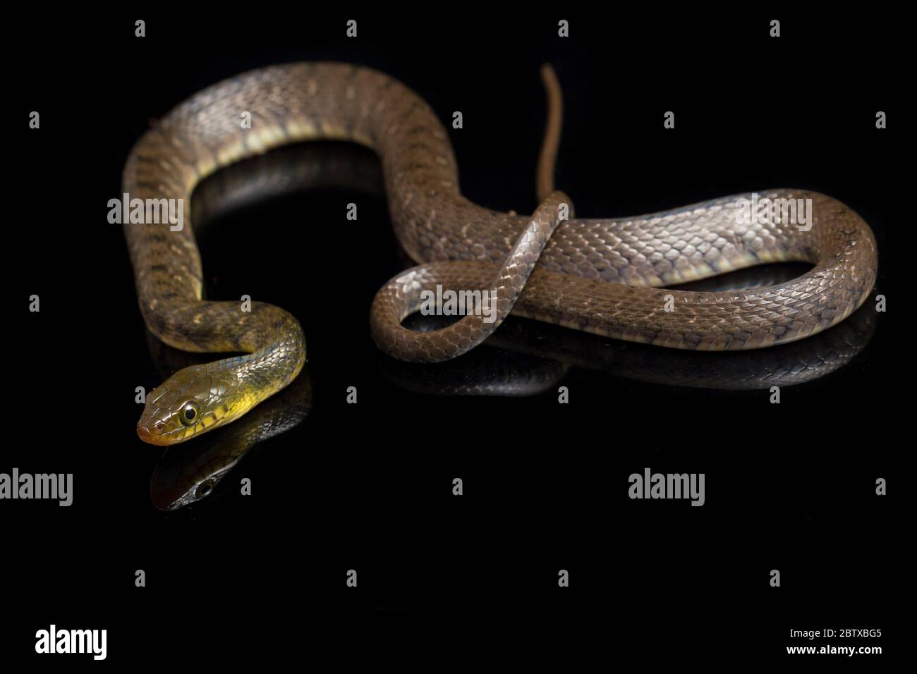 Water Snake Triangle Keelback (Xenochrophis trianguligerus) isolated on ...