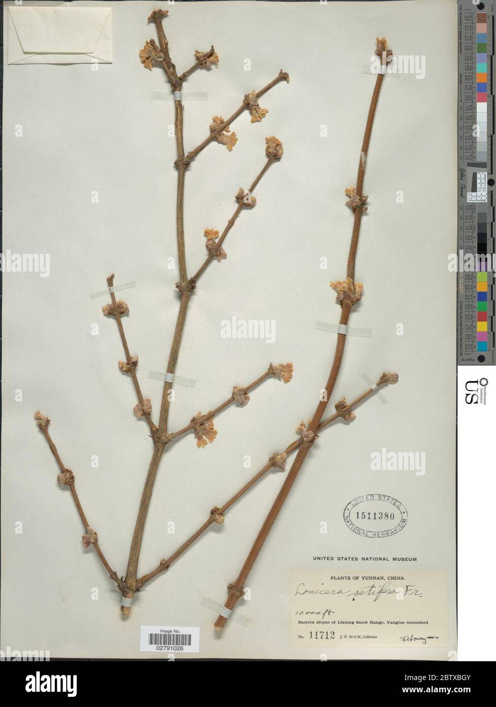 Setifera High Resolution Stock Photography and Images - Alamy