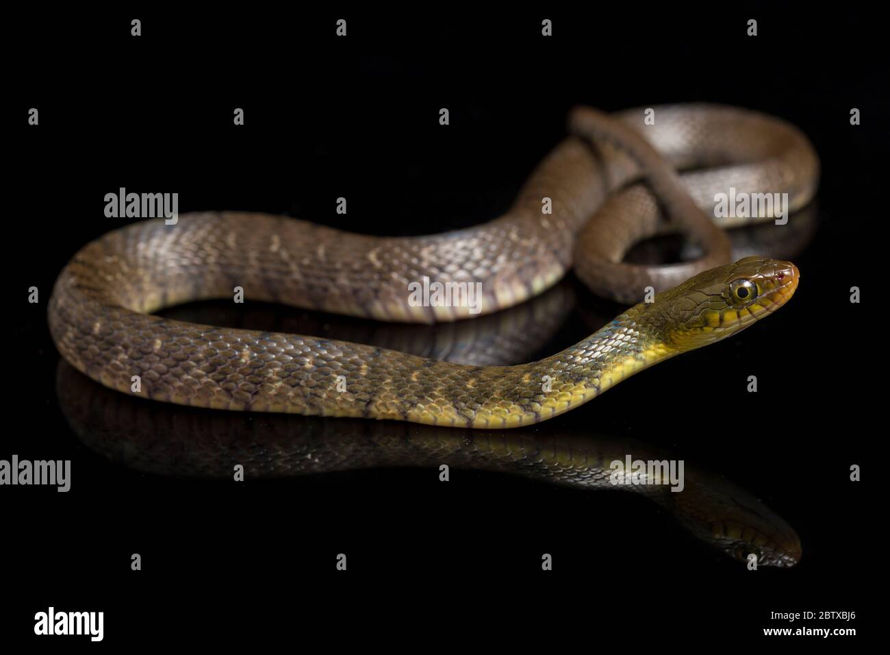 Water Snake Triangle Keelback (Xenochrophis trianguligerus) isolated on ...