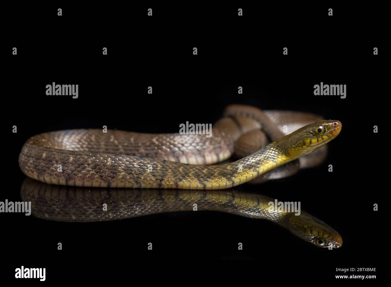Water Snake Triangle Keelback (Xenochrophis trianguligerus) isolated on ...