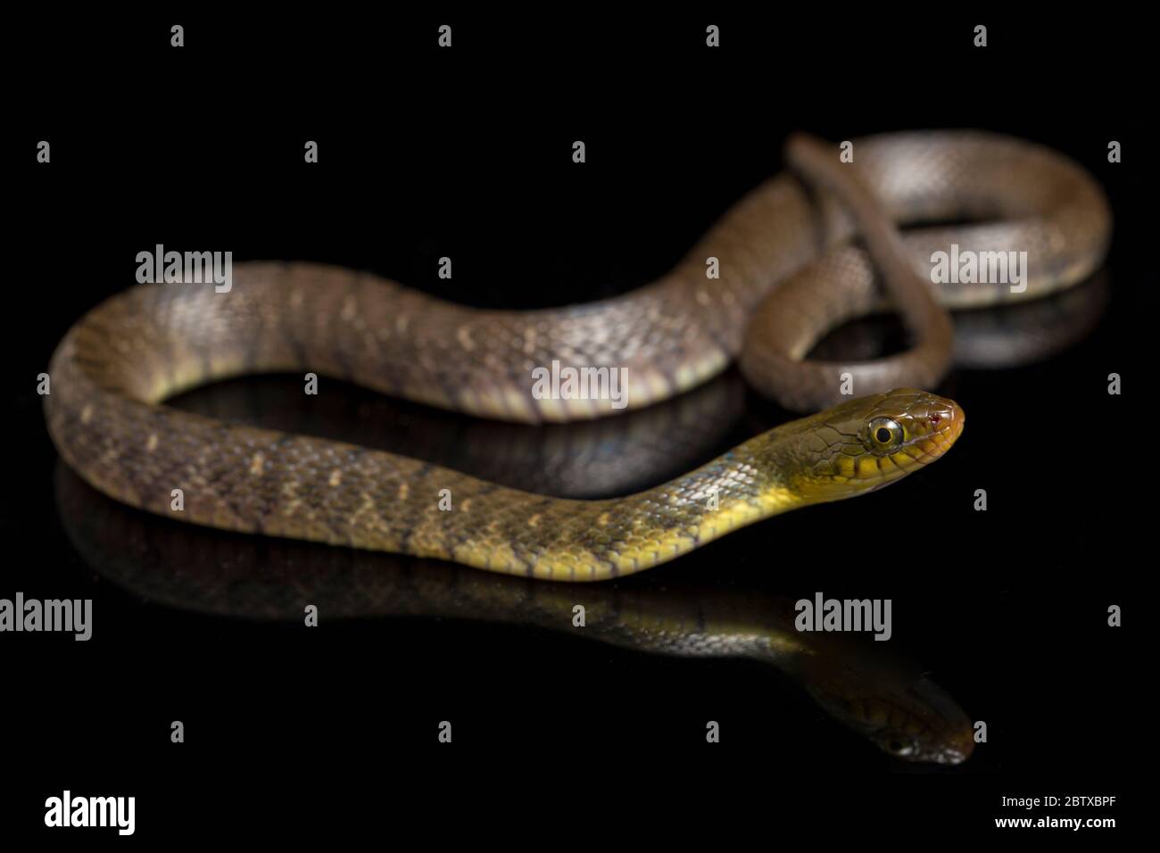 Water Snake Triangle Keelback (Xenochrophis trianguligerus) isolated on ...