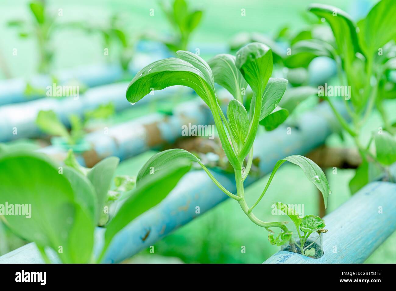 Planting Chinese Cabbage in a hydroponic system Stock Photo - Alamy