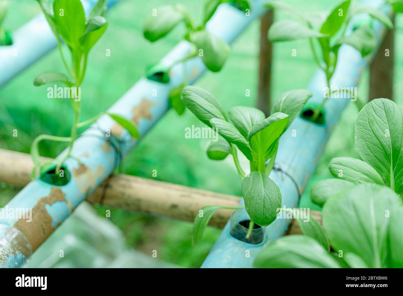 Planting Chinese Cabbage in a hydroponic system Stock Photo - Alamy