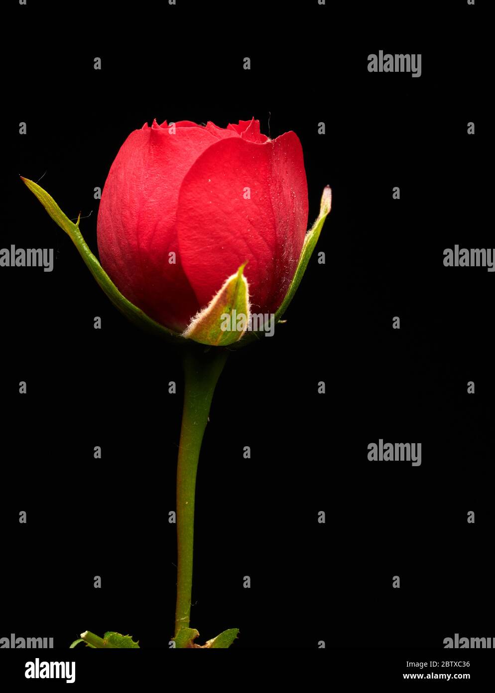 Flower growth stages hi-res stock photography and images - Alamy