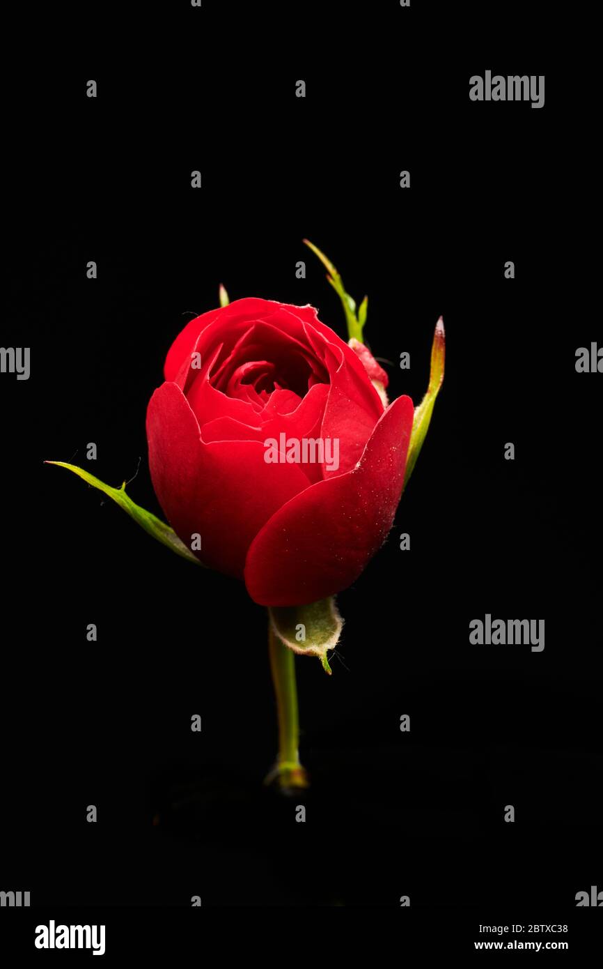 Flower growth stages hi-res stock photography and images - Alamy