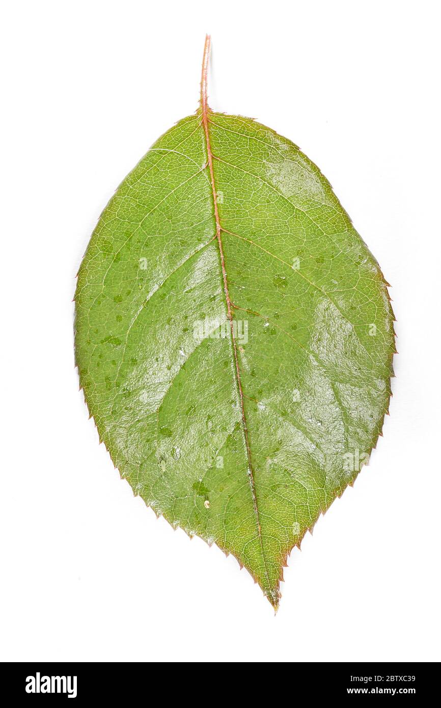 Rose bush leaf hi-res stock photography and images - Alamy