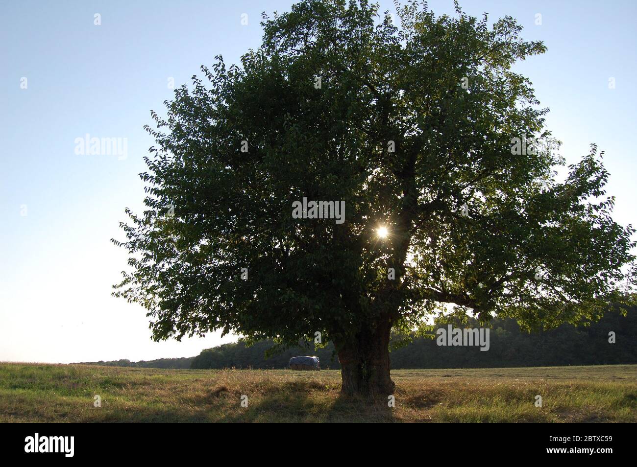 Light seen through a tree Stock Photo - Alamy