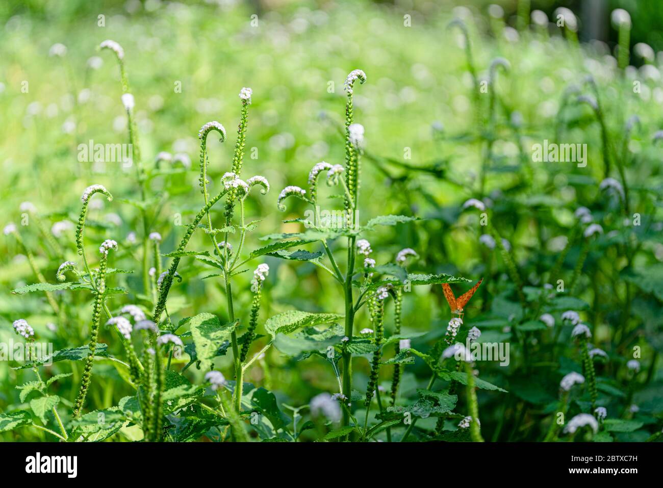 Indian heliotrope (Heliotropium indicum) flowers Stock Photo - Alamy
