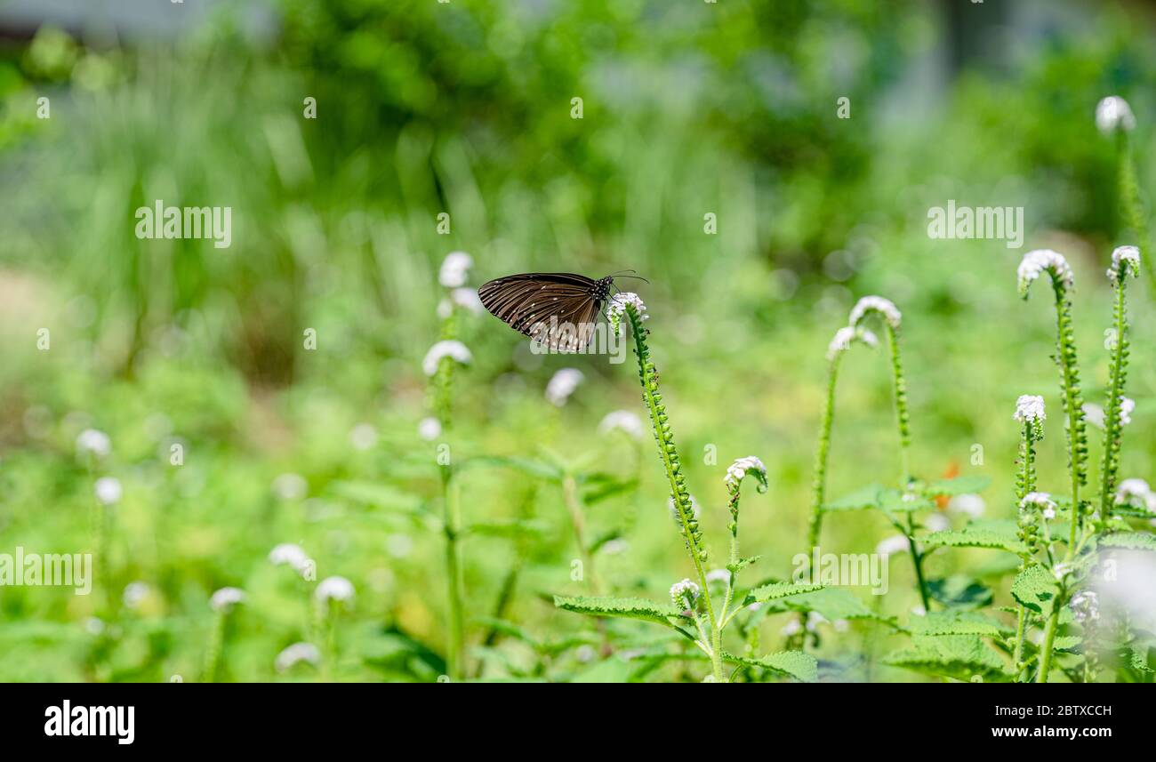Indian heliotrope (Heliotropium indicum) flowers Stock Photo - Alamy