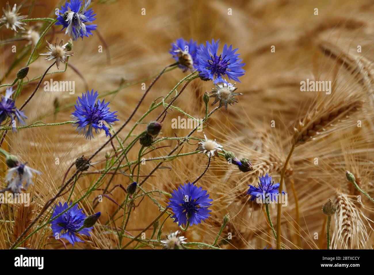 Centaurea cyanus seed hi-res stock photography and images - Alamy