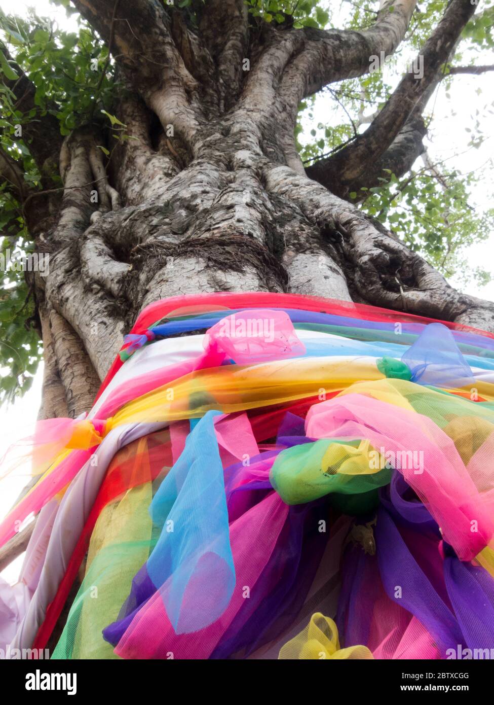 Bodhi Tree with colorful cloth wrapped around the tree shows respect ...