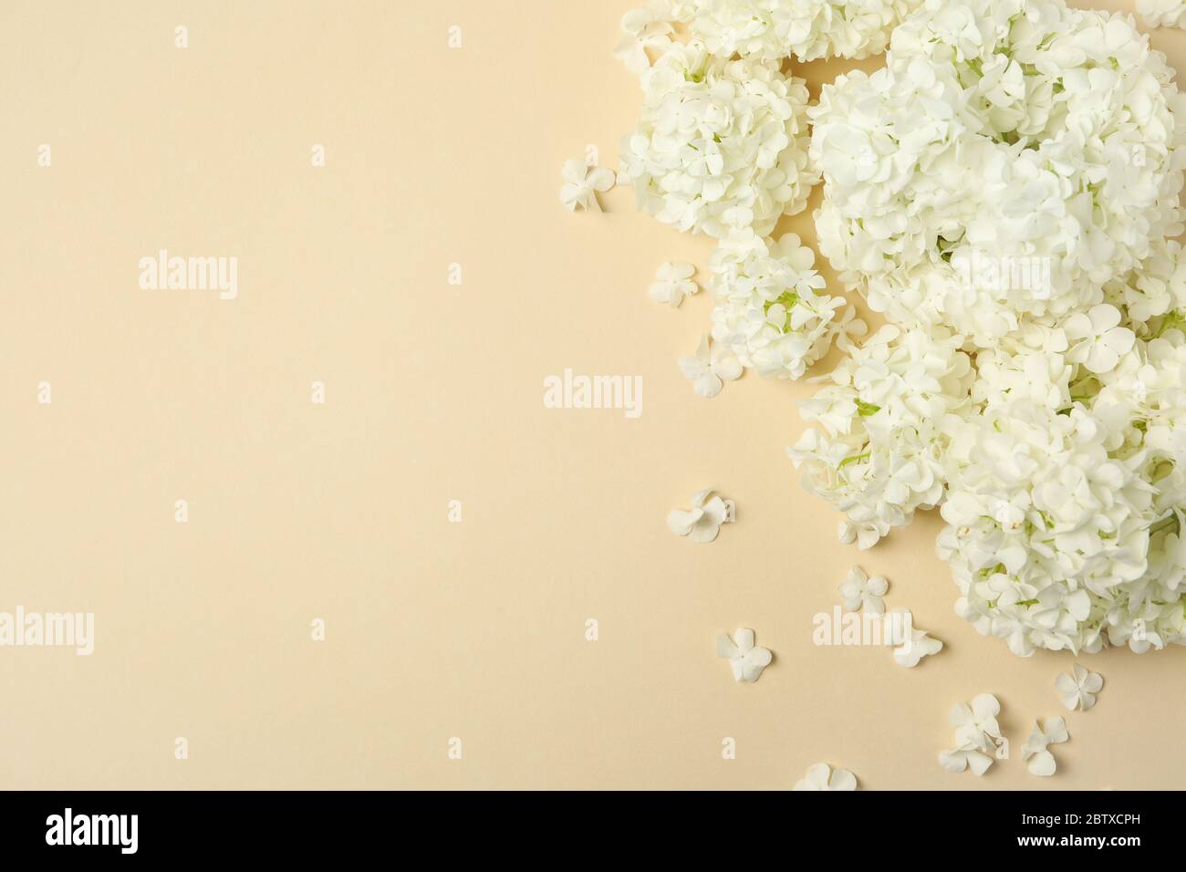 Beautiful hydrangea flowers on beige background. Spring plant Stock ...