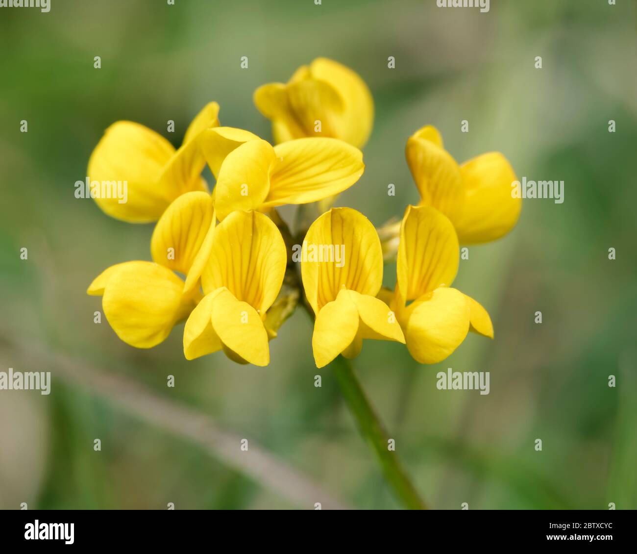 Common Bird's-foot Trefoil - Lotus corniculatus Common grassland ...