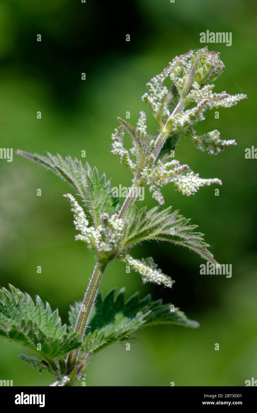 Common or Stinging Nettle - Urtica dioica New leaves & flowers Stock ...
