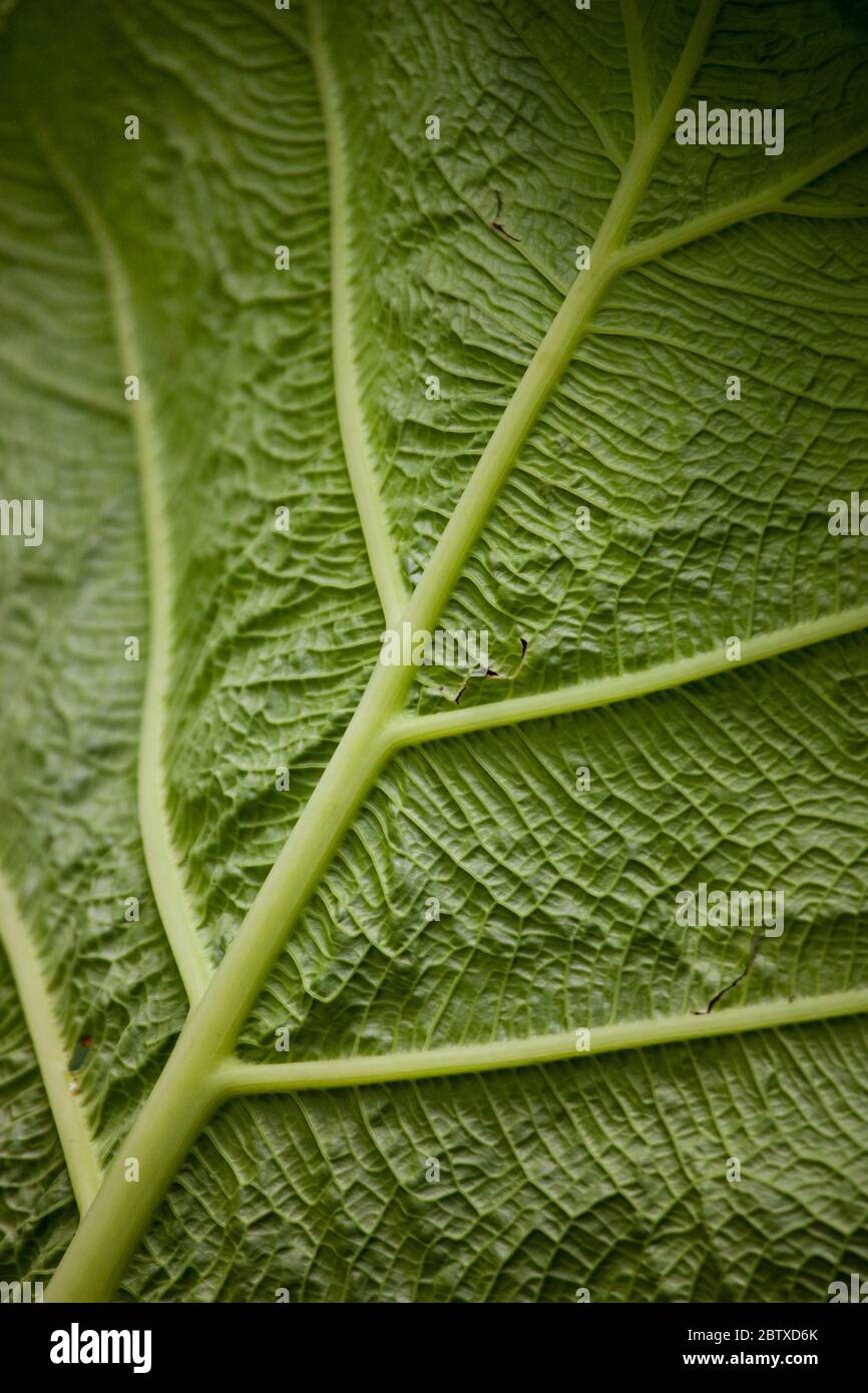 Arty leaf ribs on a large leaf in the understory of the lush ...