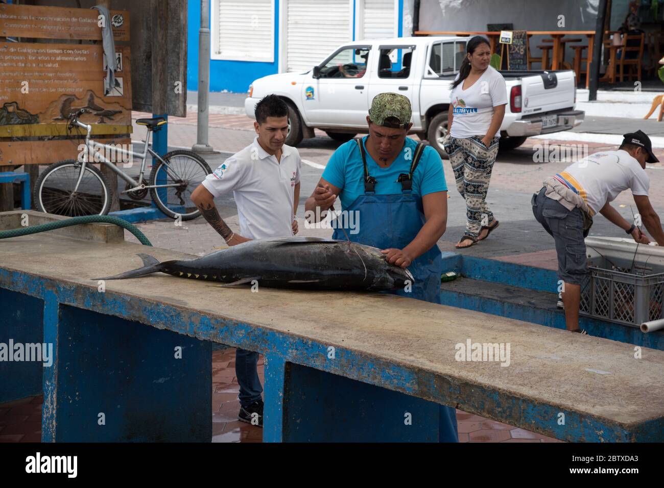 yellowfin tuna ready for sale at the fish market of Puerto Ayora on ...