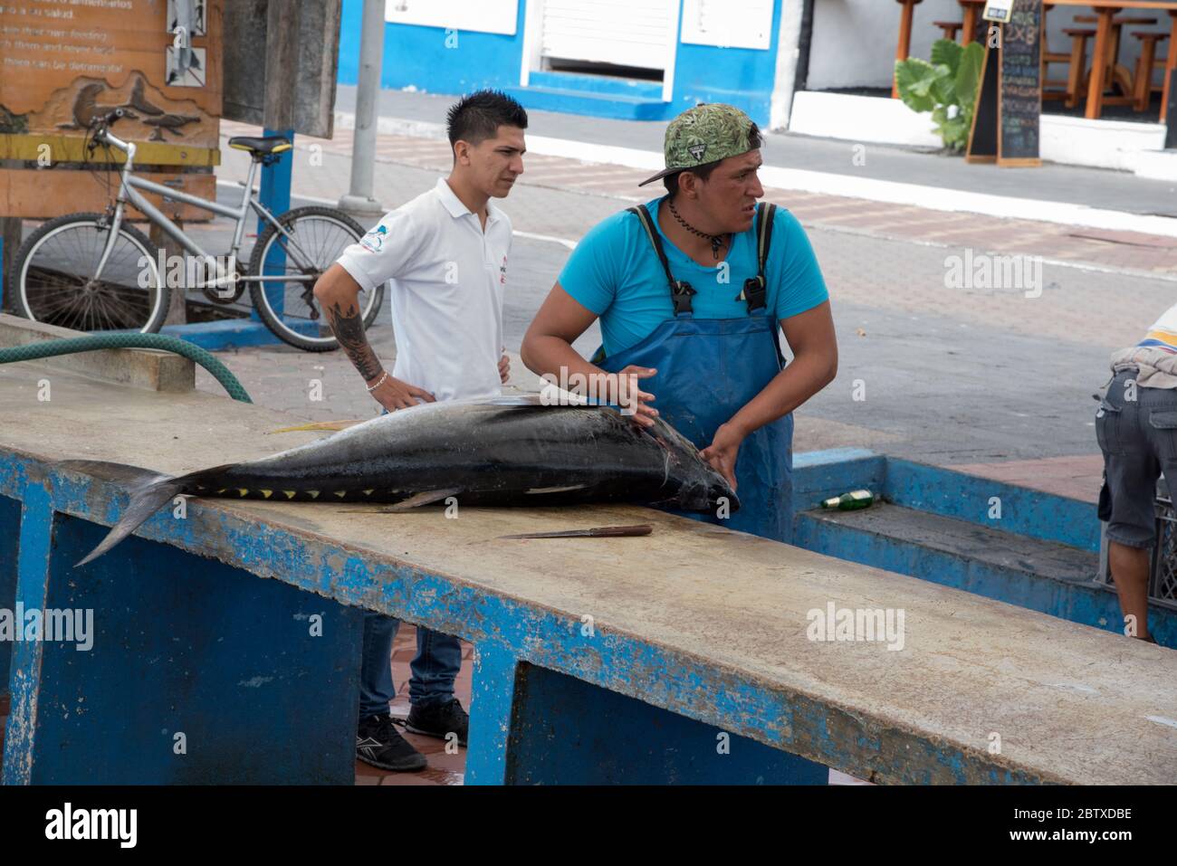 yellowfin tuna ready for sale at the fish market of Puerto Ayora on ...