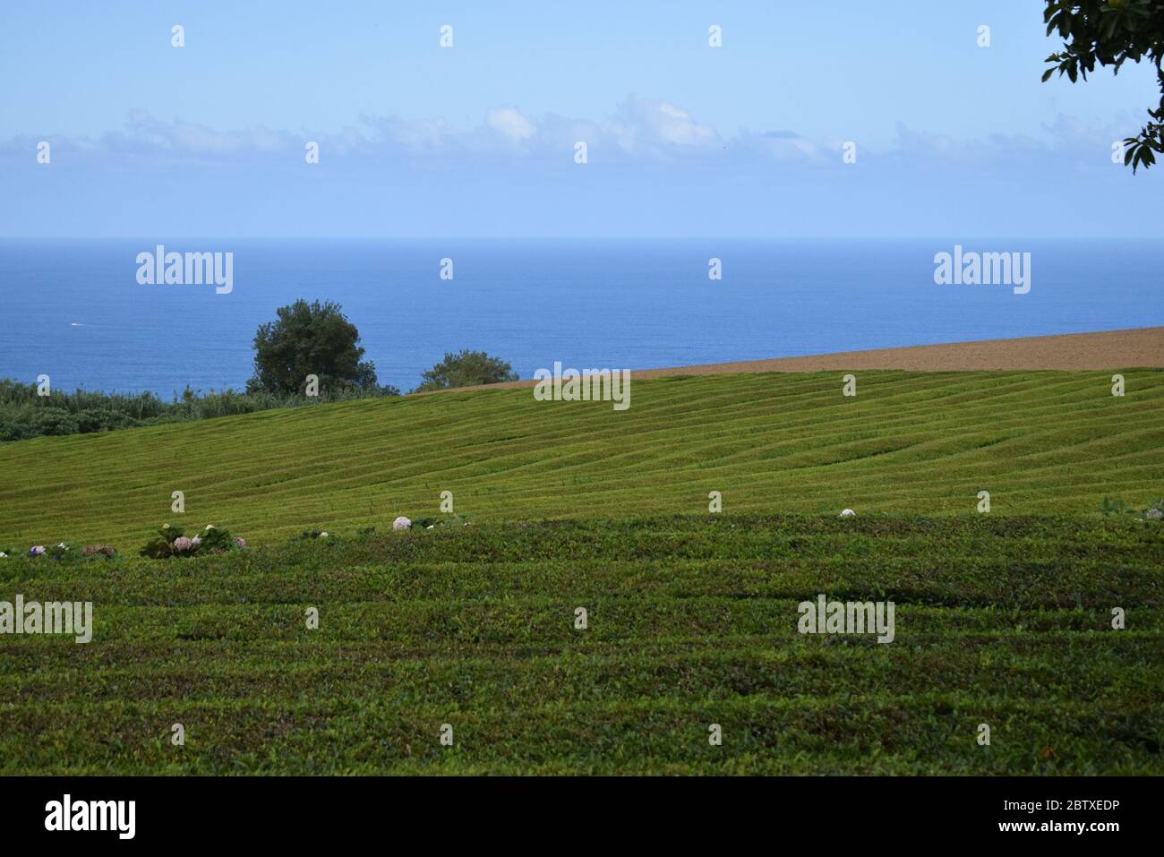 Tea plantations on Azorean island Sao Miguel Stock Photo - Alamy
