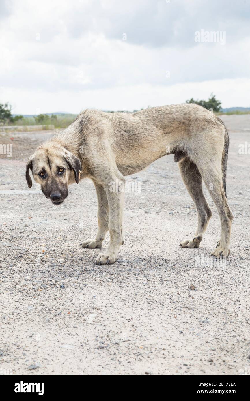 Starving dog sick hi-res stock photography and images - Alamy