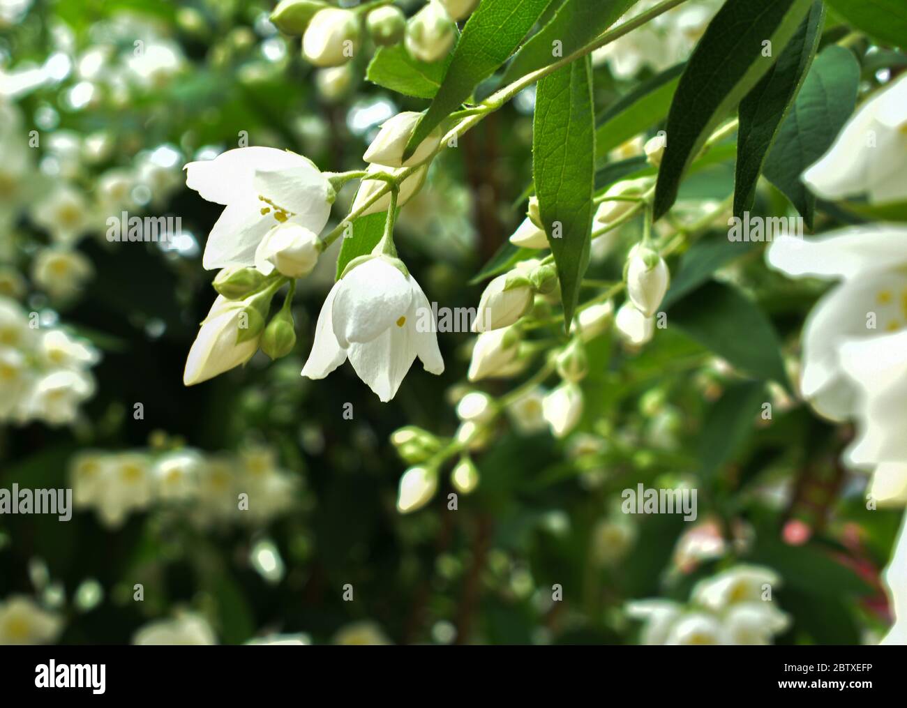 Cape jasmine tree hi-res stock photography and images - Alamy