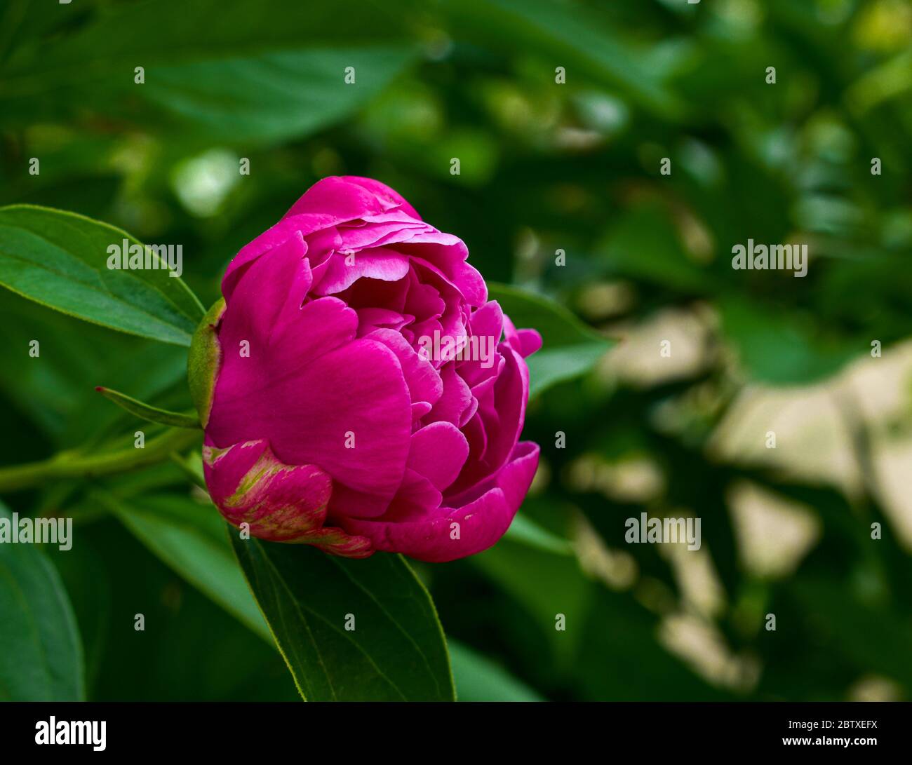 Burgundy purple peony flower green hi-res stock photography and images ...