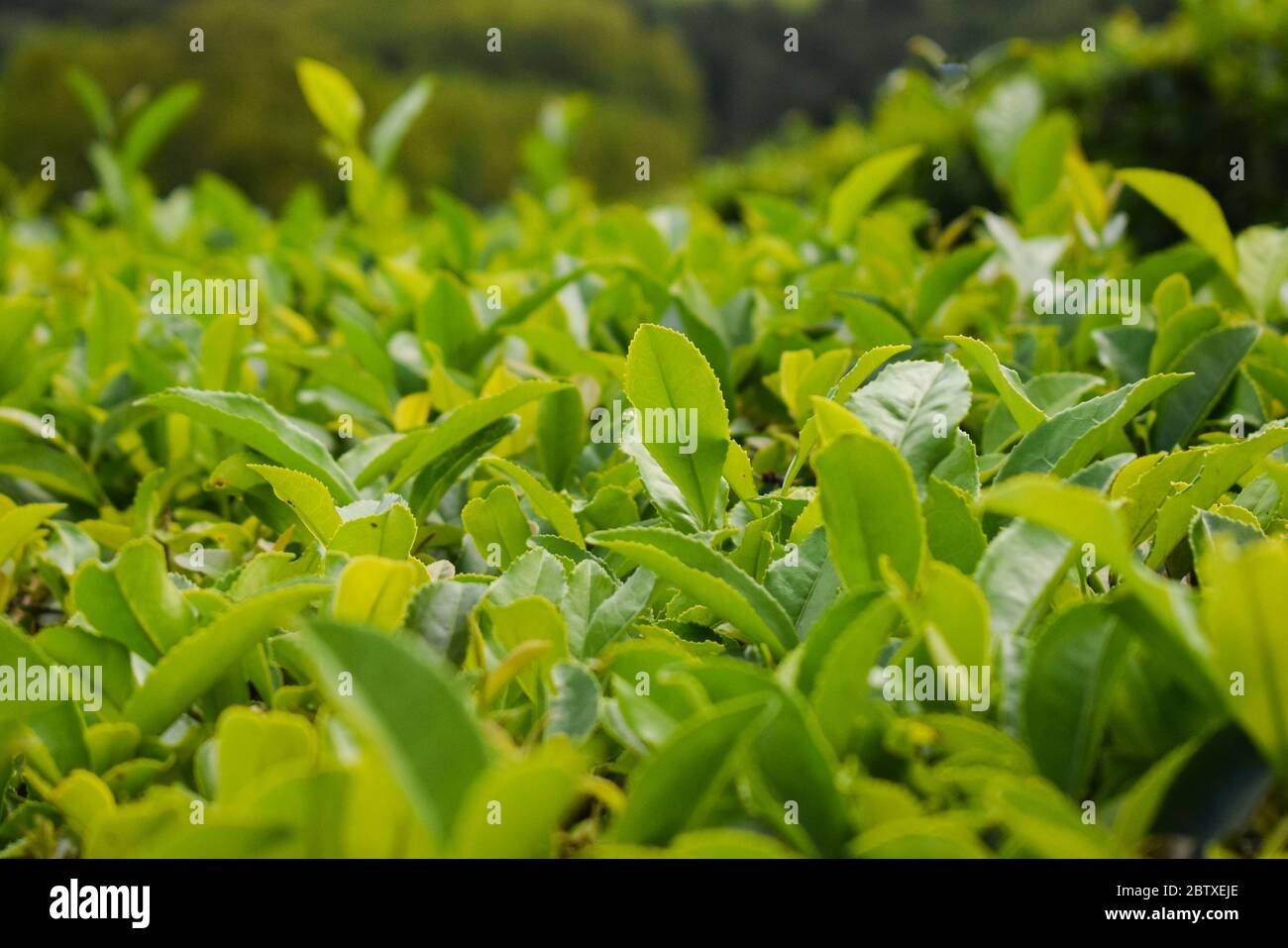 Tea plantations on Azorean island Sao Miguel Stock Photo - Alamy