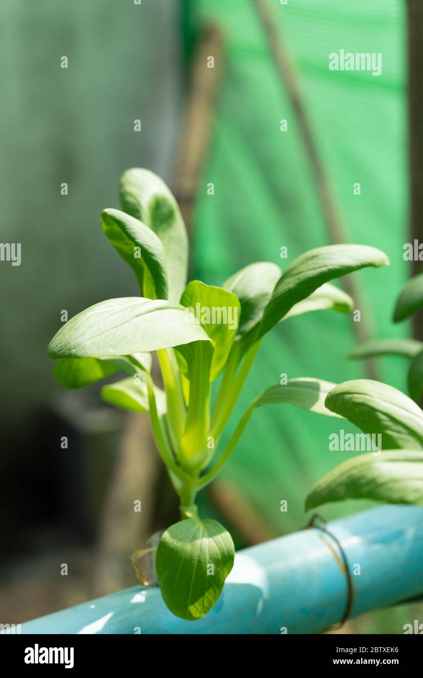 Planting Chinese Cabbage in a hydroponic system Stock Photo - Alamy