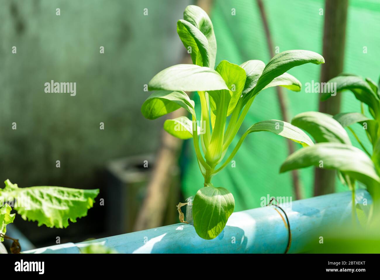 Planting Chinese Cabbage in a hydroponic system Stock Photo - Alamy