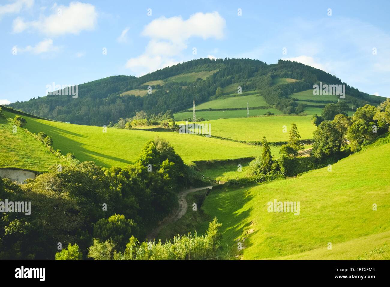 Tea plantations on Azorean island Sao Miguel Stock Photo - Alamy