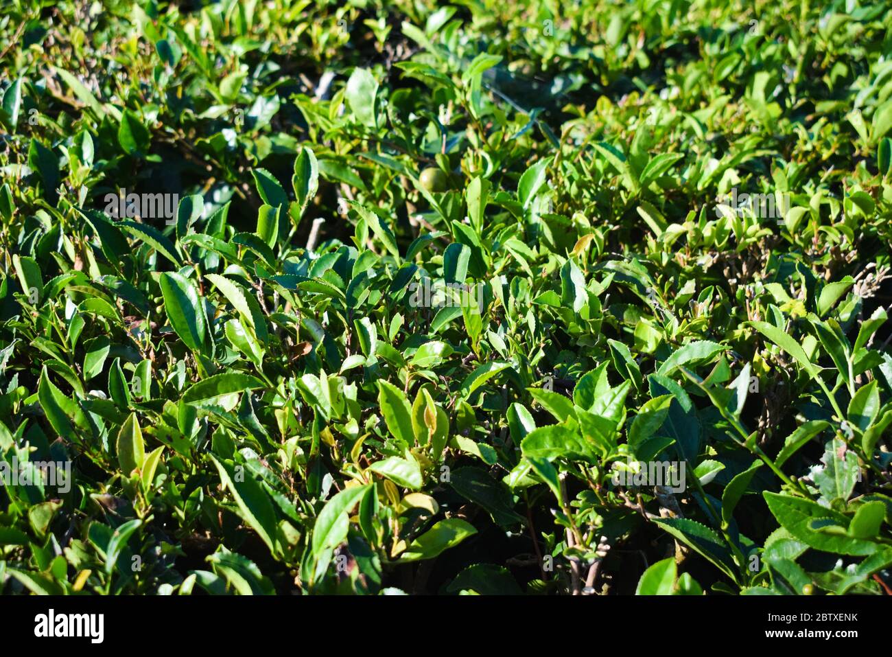 Tea plantations on Azorean island Sao Miguel Stock Photo - Alamy