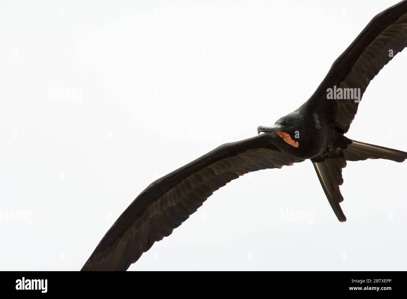 Magnificent frigatebird sailing over the fish market of Puerto Ayora on ...