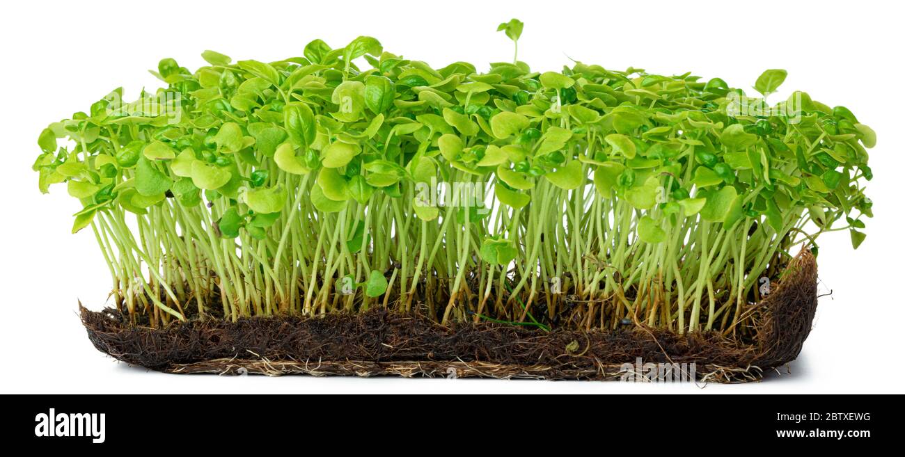 Micro green sprouts of sunflower isolated on white Stock Photo - Alamy