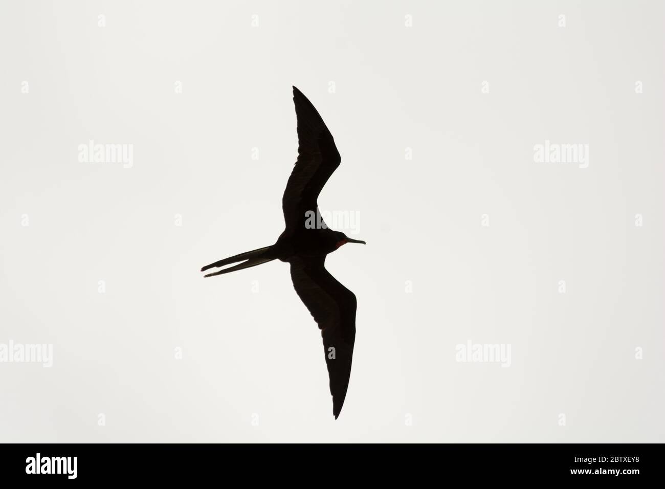 Magnificent frigatebird sailing over the fish market of Puerto Ayora on ...
