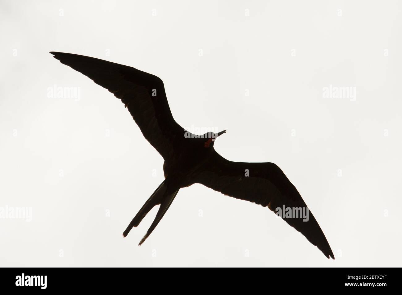 Magnificent frigatebird sailing over the fish market of Puerto Ayora on ...