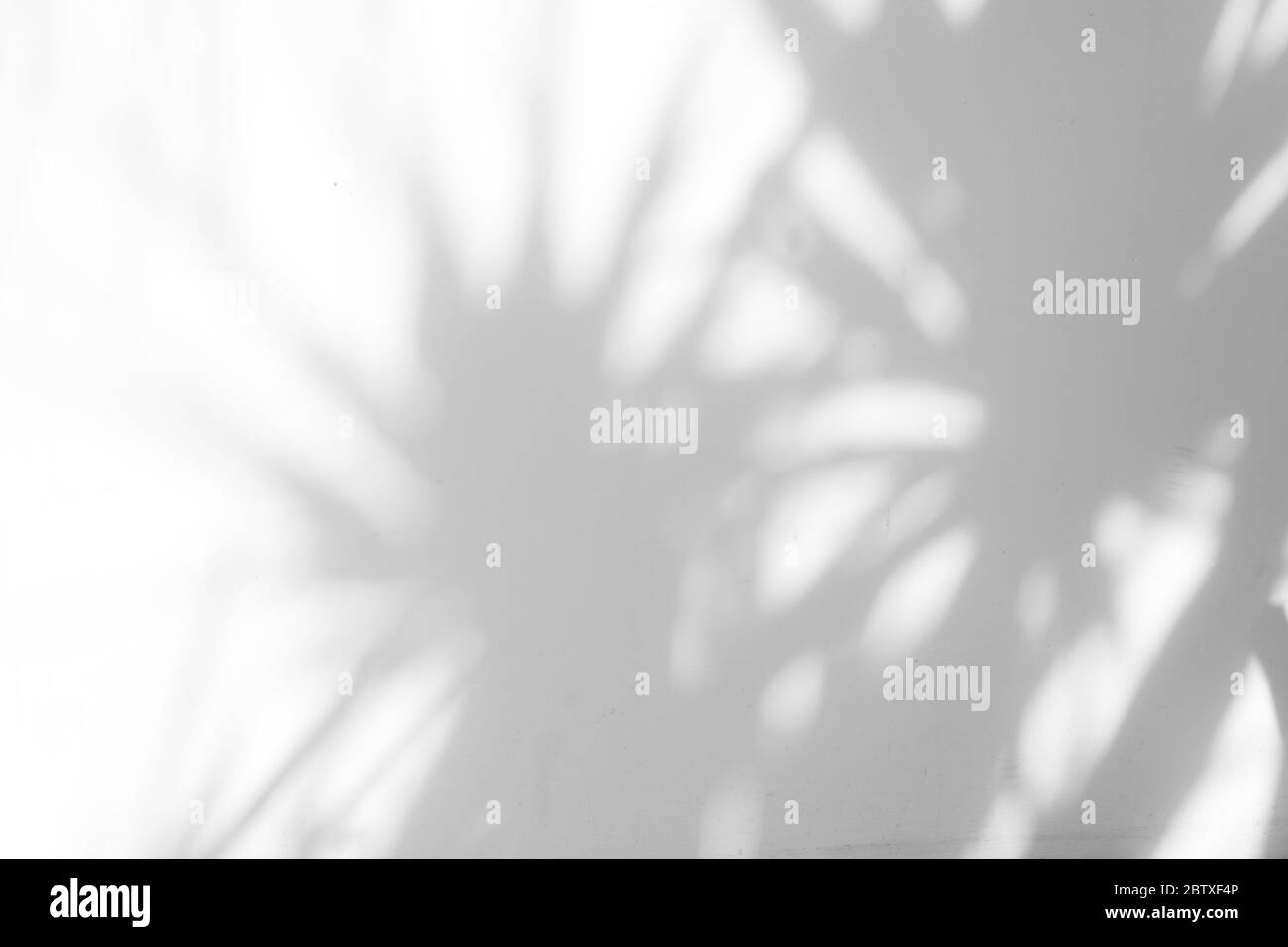 Shadow blur of the leaves on white wall abstract background Stock Photo ...