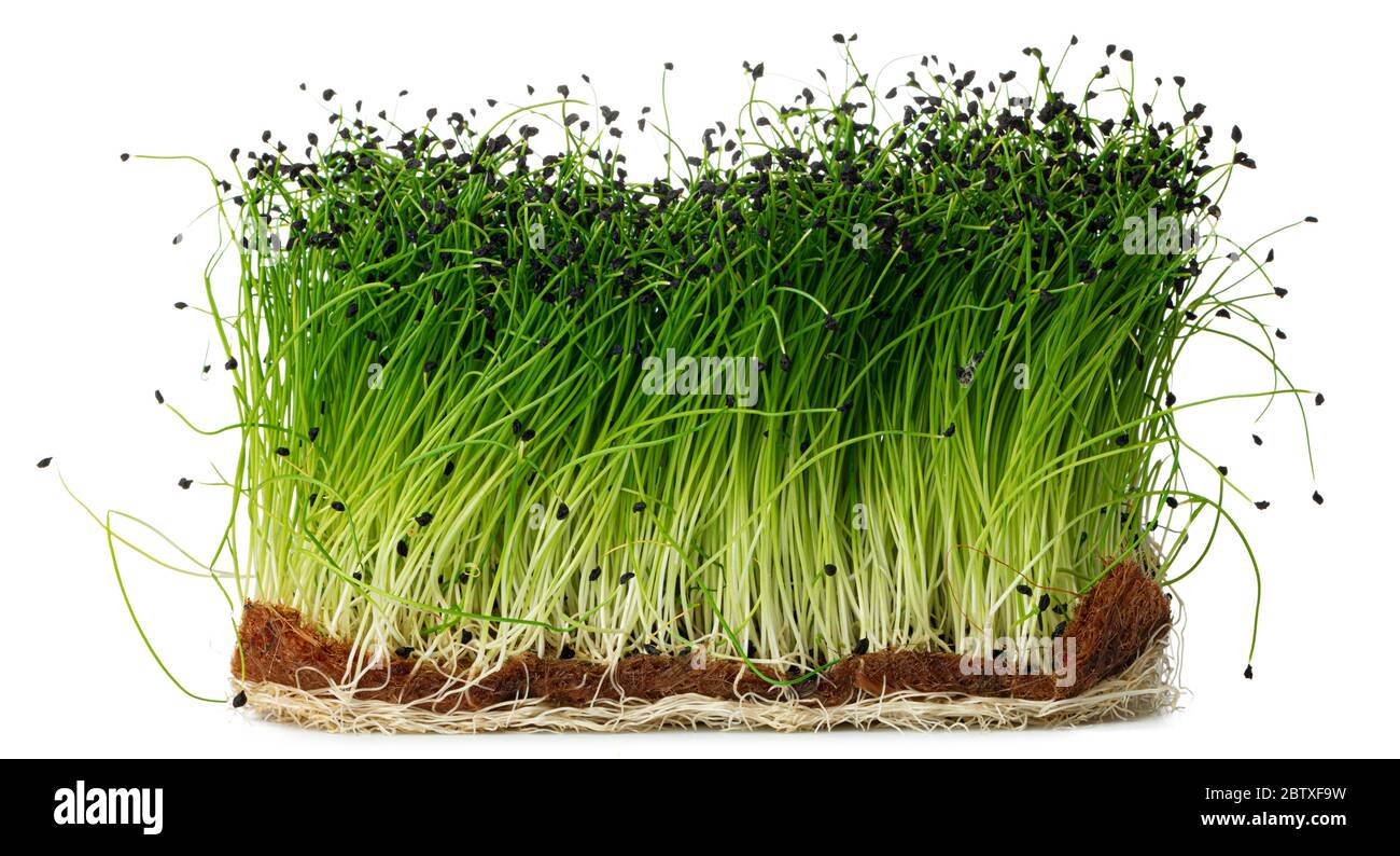Micro greens growing in Cut Out Stock Images & Pictures - Alamy