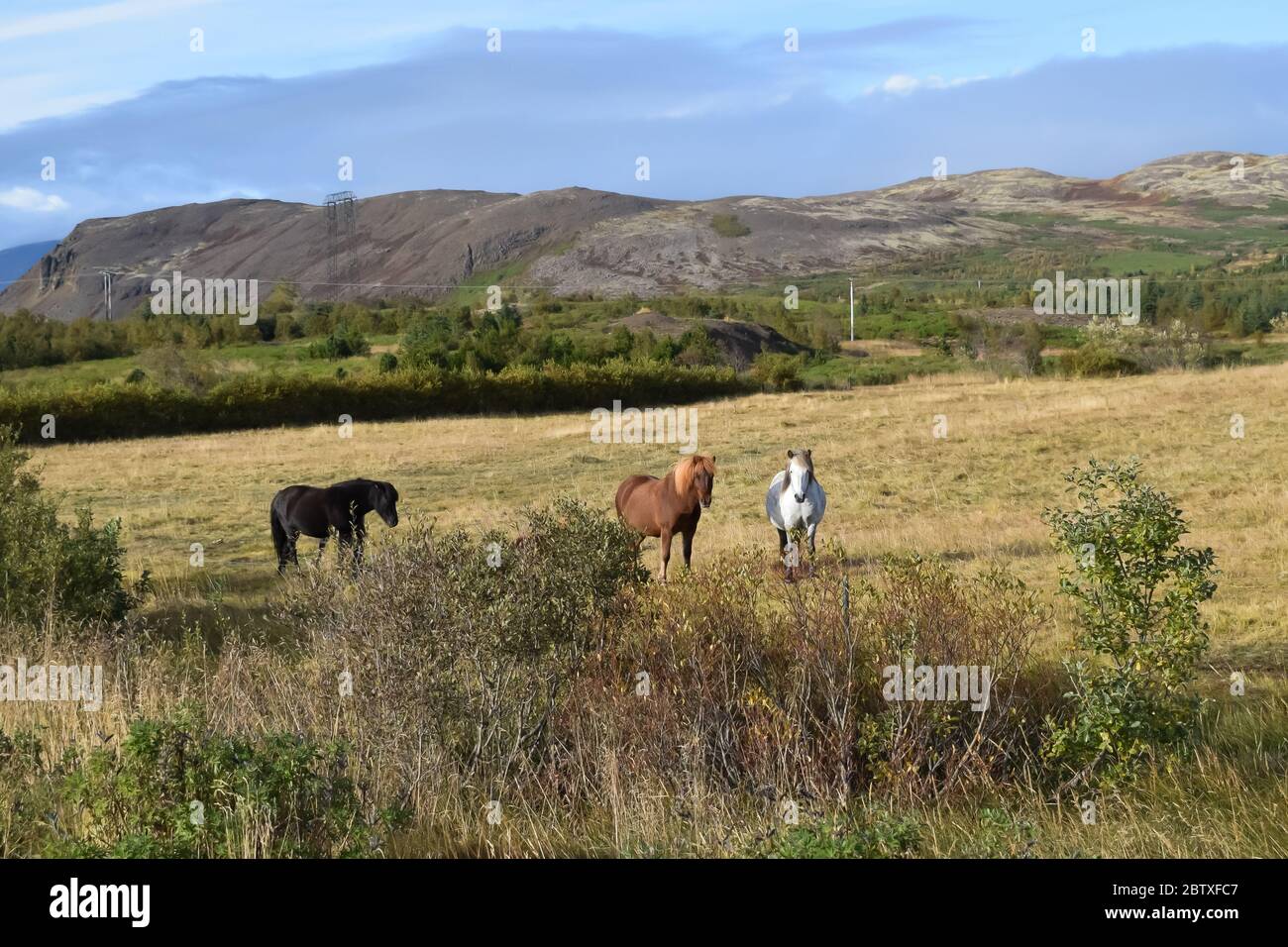 Beautiful icelandic horse standing hi-res stock photography and images ...
