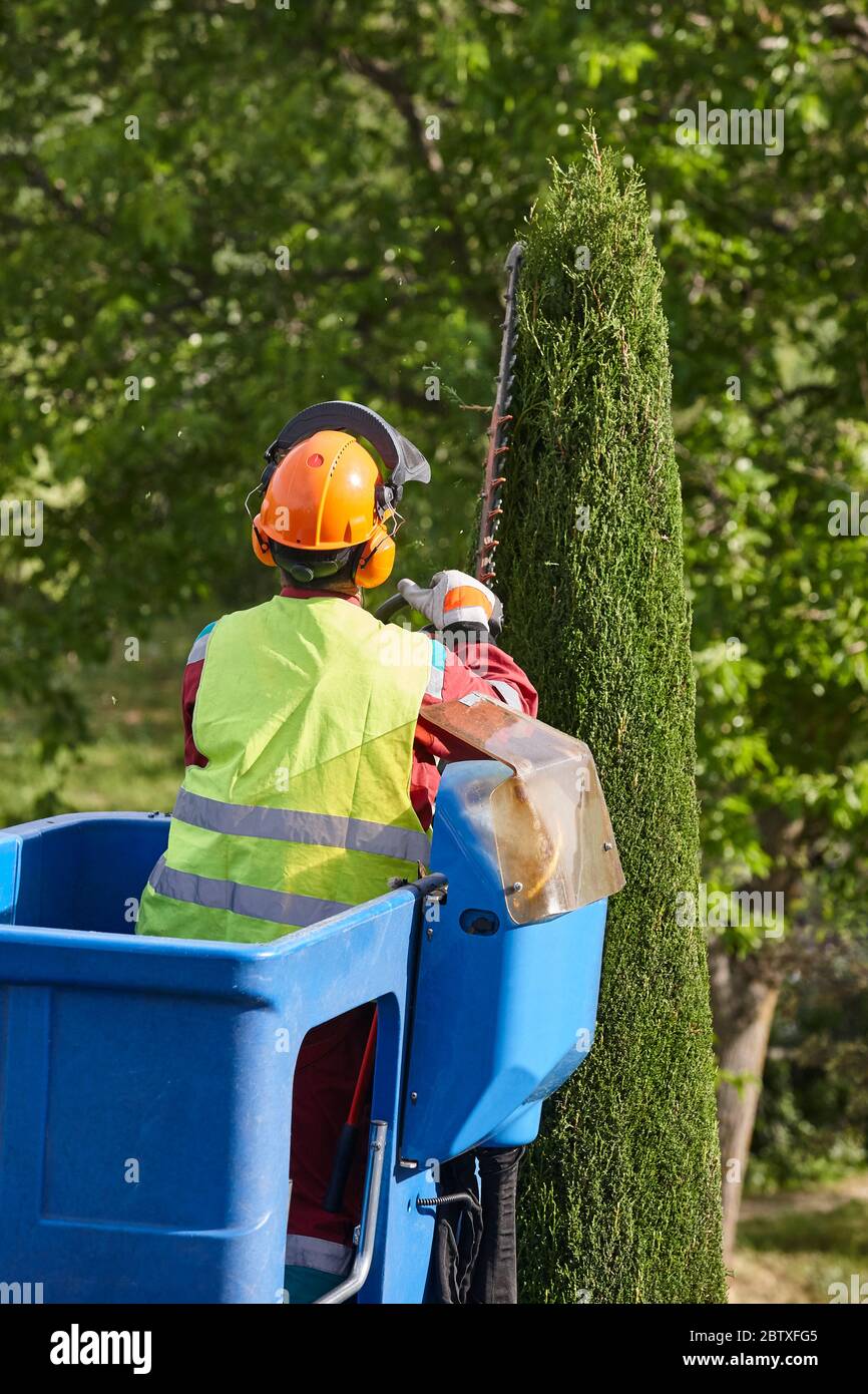 Gardener pruning a cypress tree with a chainsaw and a crane Stock Photo ...