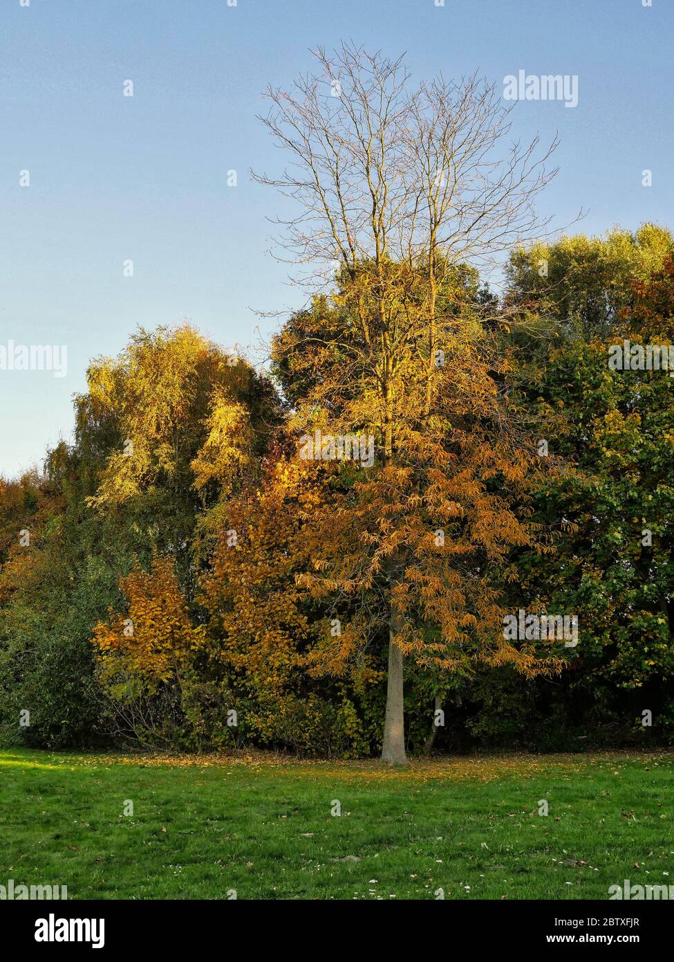 Striking light on fall foliage hi-res stock photography and images - Alamy