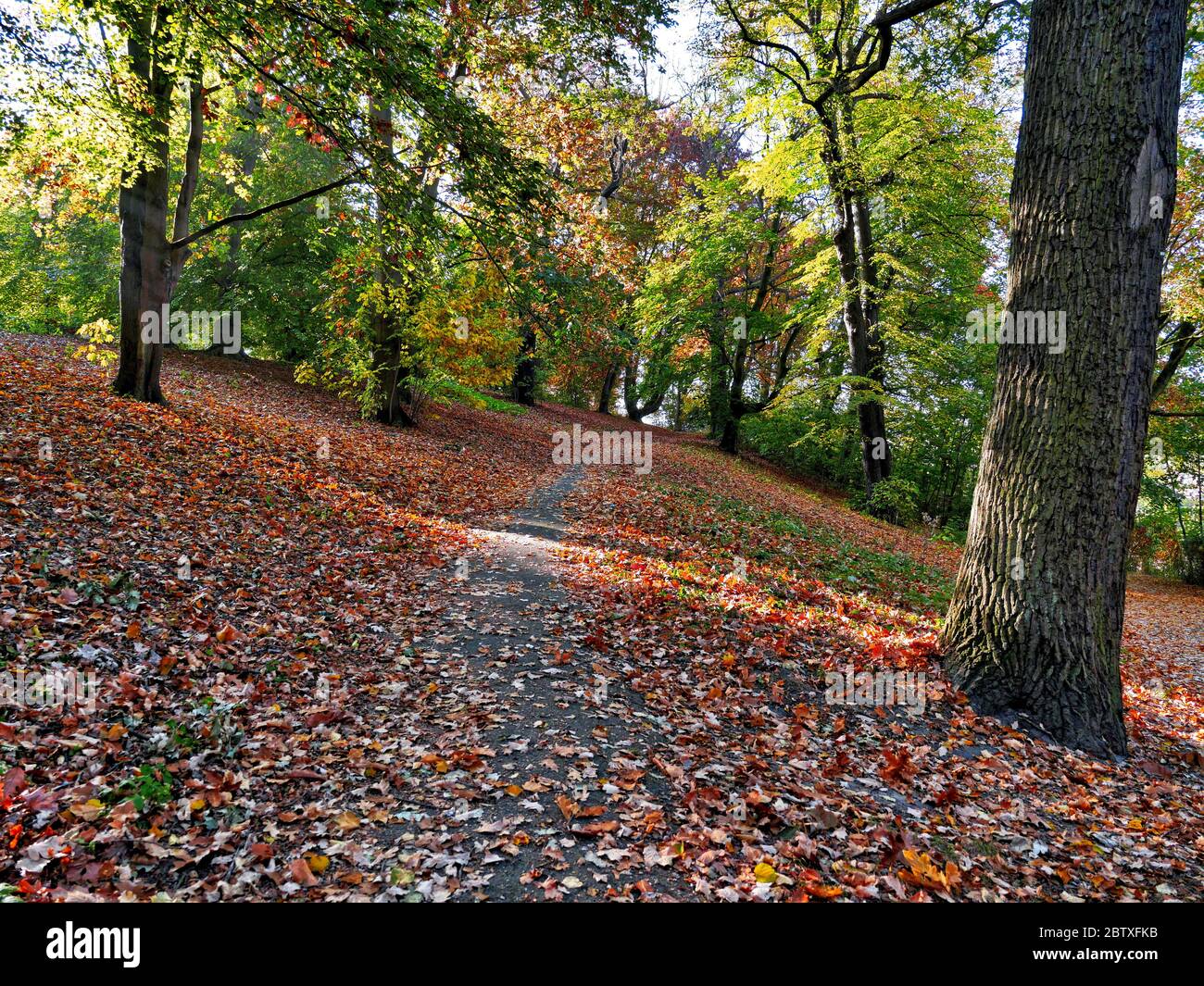 Hiking trail covered with autumn leaves hi-res stock photography and ...
