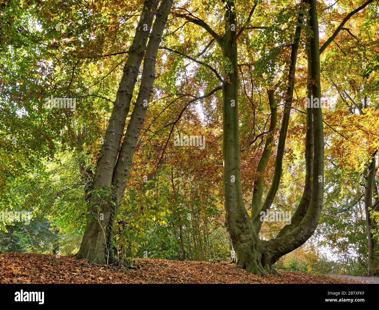Trees striking hi-res stock photography and images - Alamy