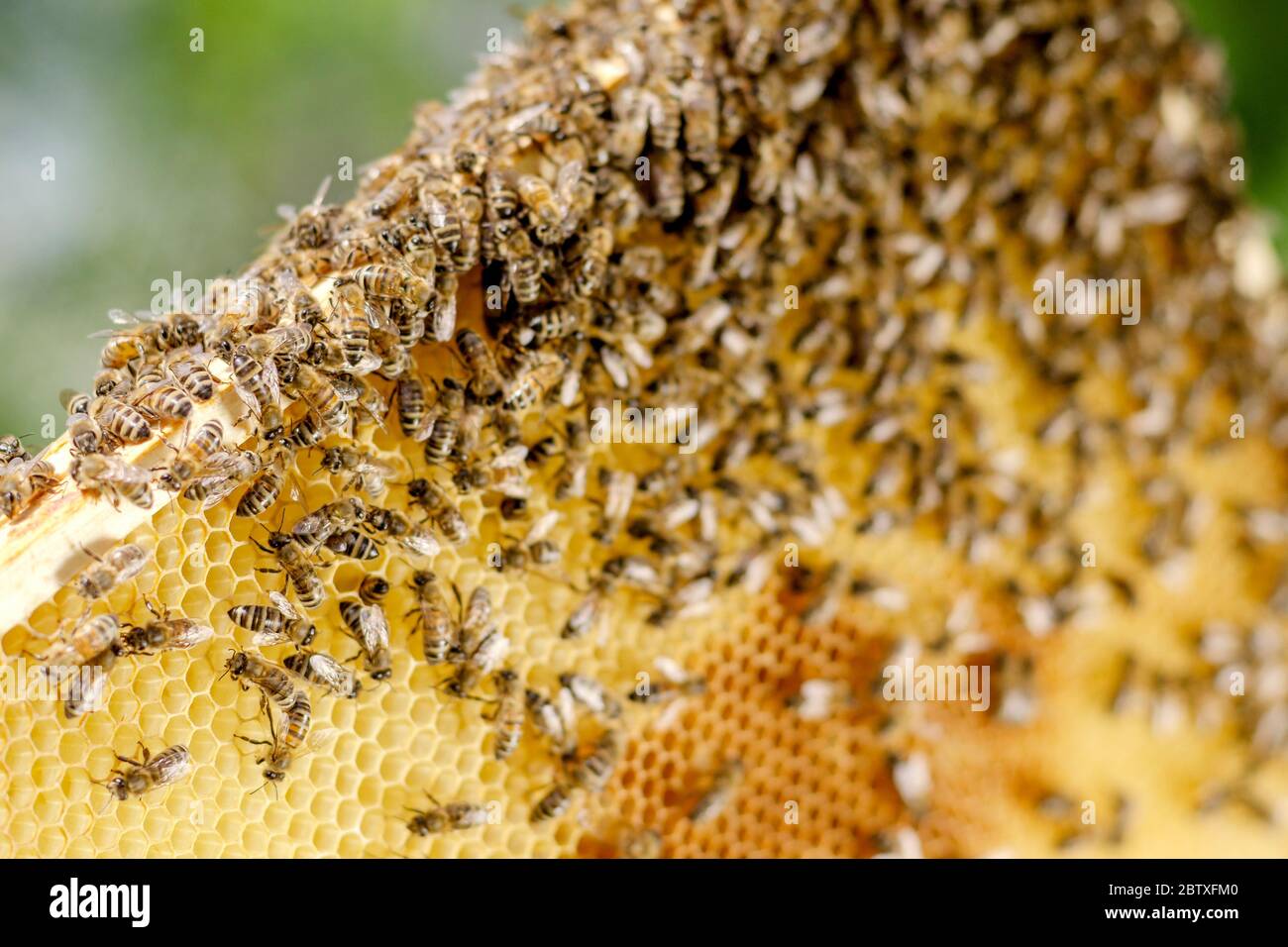 honey bees on honeycomb in apiary in the springtime Stock Photo - Alamy