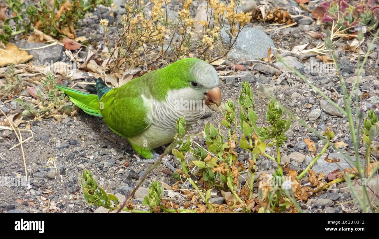 Monk parakeet (myiopsitta monachus) hi-res stock photography and images ...