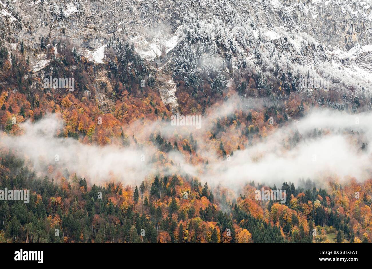 Snow-capped mountain with colorful of tree of Interlaken, Switzerland ...