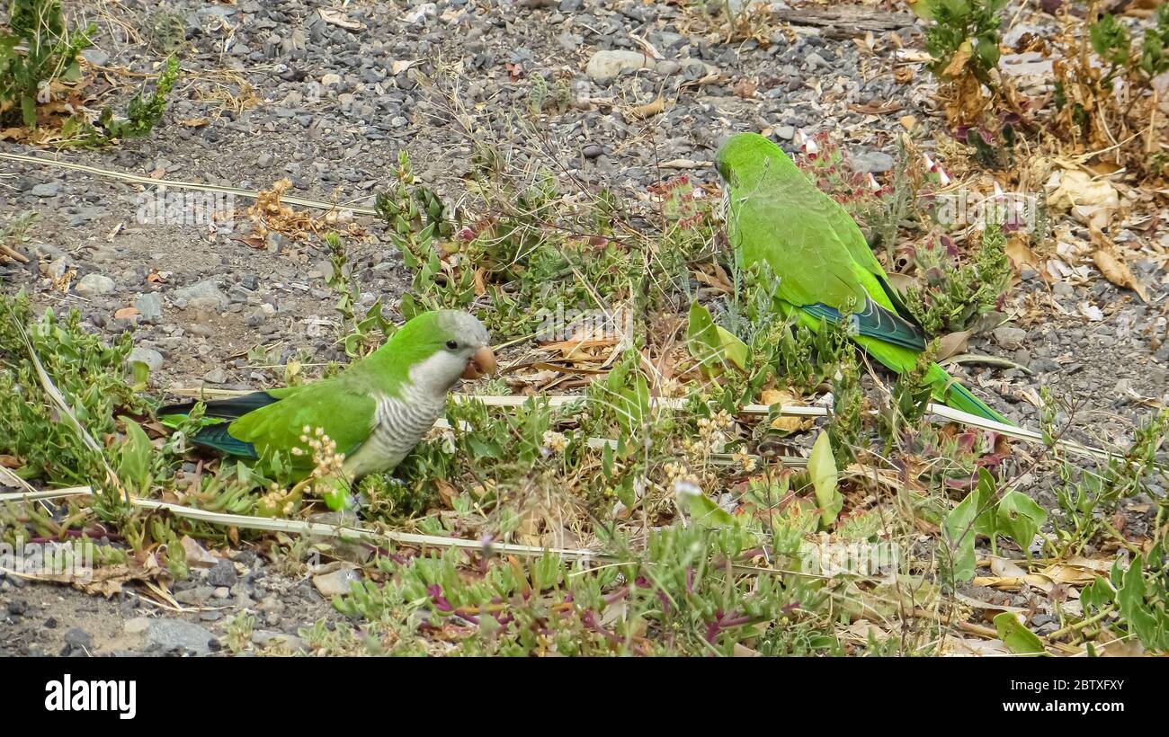 South american parakeets hi-res stock photography and images - Alamy