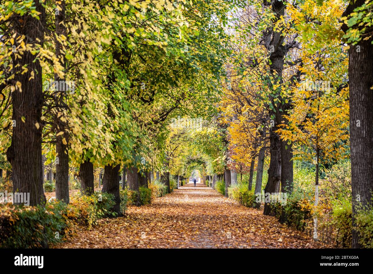 Walkway covered by falling leaves from maple trees inside public park ...